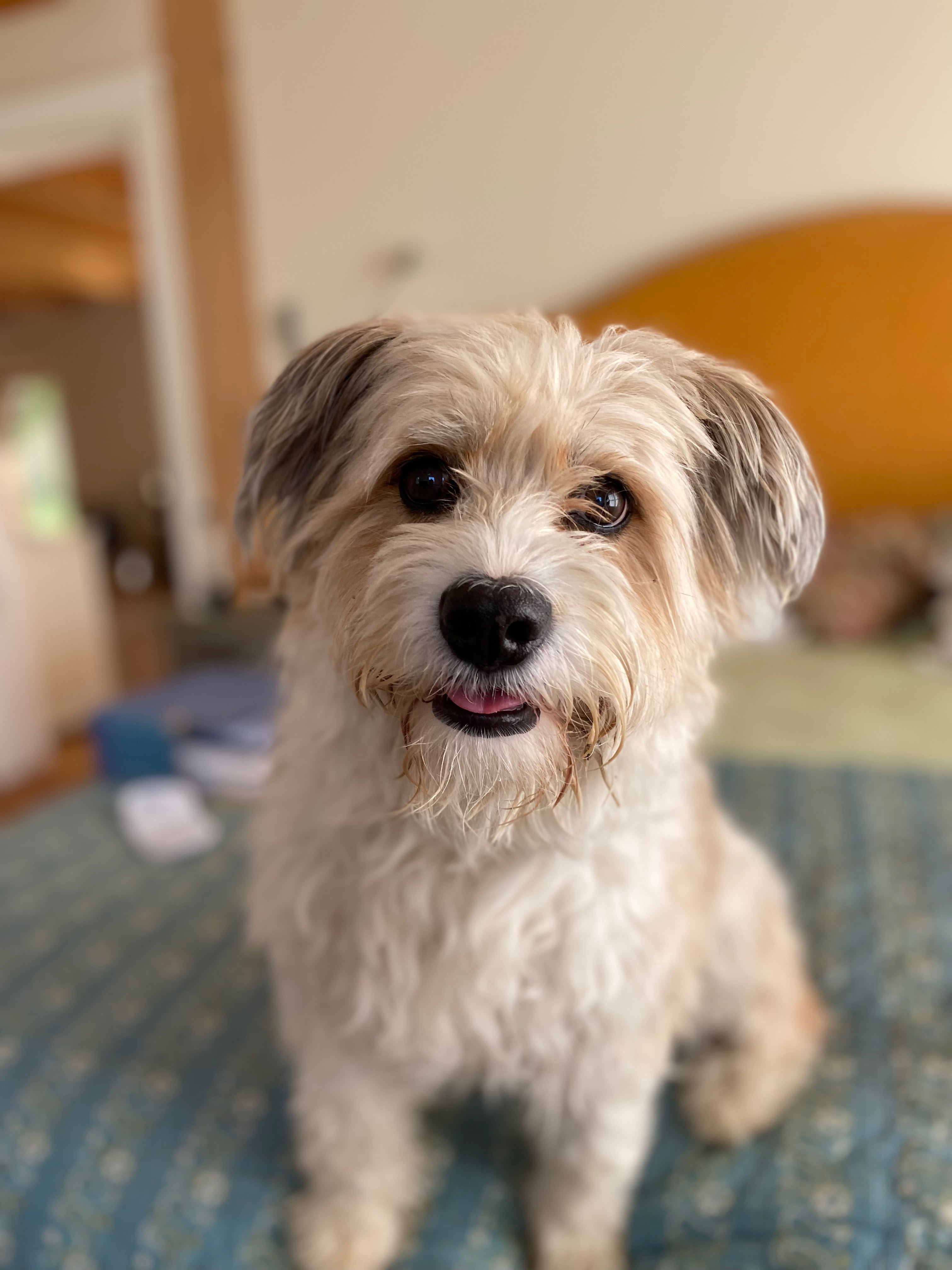 HUMS 020: Six Pretty Good Dogs | The Humanities Program